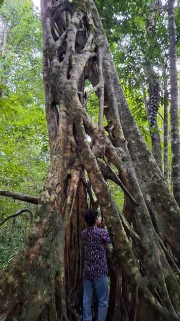 Guided visit in the Palenque jungle (Palenque National Park) - What to Expect During Your Palenque Jungle Tour
