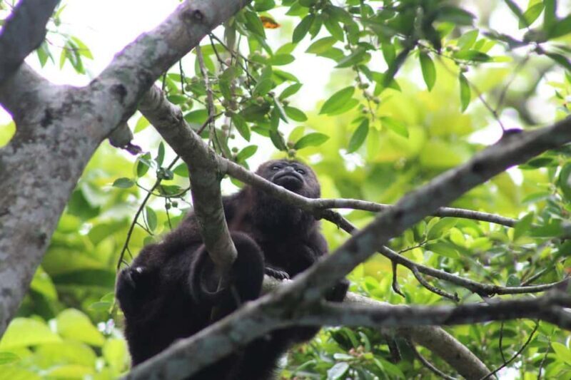 Guided visit in the Palenque jungle (Palenque National Park) - The Value of This Guided Jungle Experience