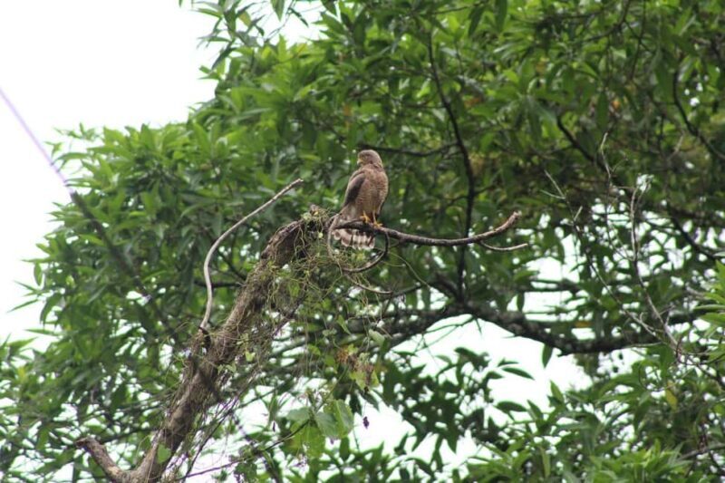 Guided visit in the Palenque jungle (Palenque National Park) - The Sum Up