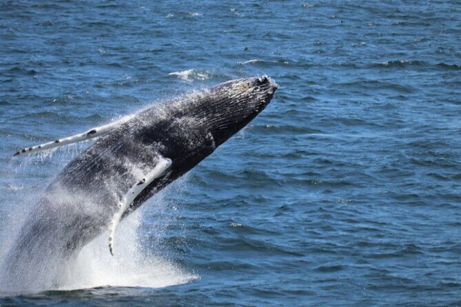 Guided Whale Watching Experience from Reykjavik - The Experience in Detail