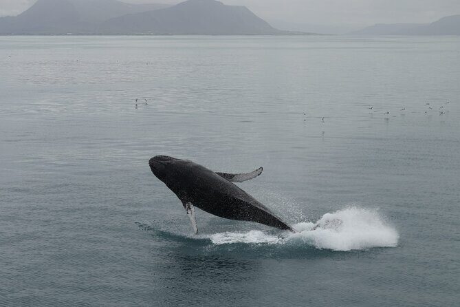 Guided Whale Watching Experience from Reykjavik - Why This Tour Offers Great Value