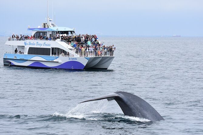 Guided Whale Watching Tour from Long Beach - Introduction