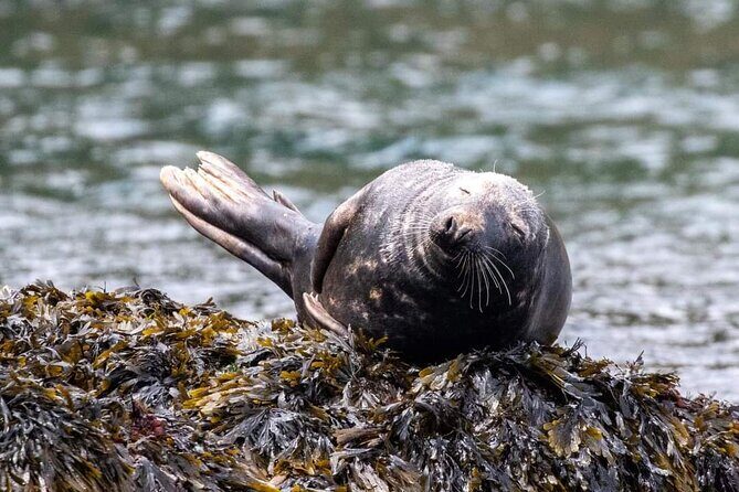 Guided Wildlife and Sea Cave Kayak Safari in English Riviera - Key Points