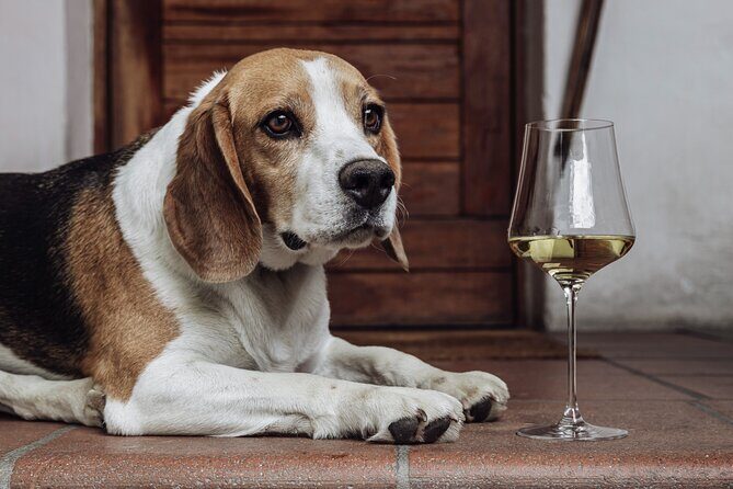 Guided winery tour with tasting in Bolzano at the SKYWINE PAVILLON - Price and Value: Is It Worth It?