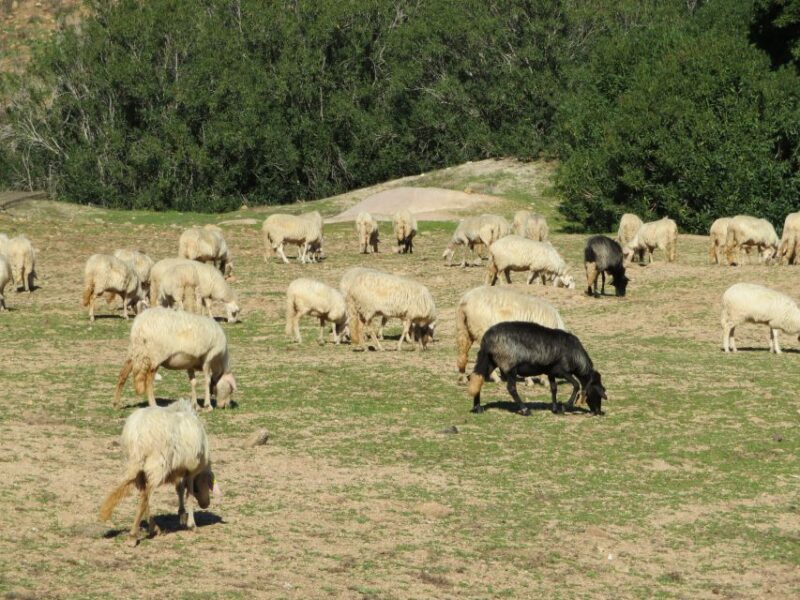 Gulf of Orosei: 4X4 tour between Mountains & Beaches - FAQs