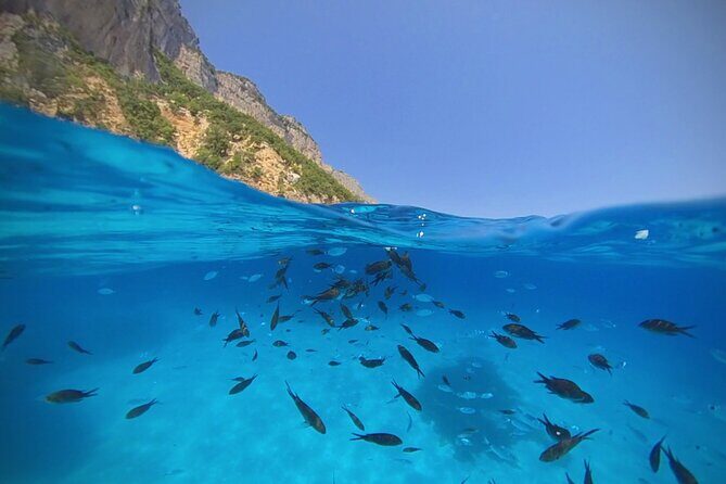 Gulf of Orosei Speedboat Trip with Aperitif from Cala Gonone - What’s Included and What You Should Bring