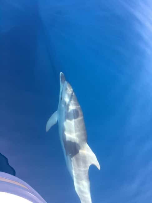 Gulf of Porto: Visit the Calanques de Piana and/or Scandola Reserve - What’s Included and How It Impacts Value