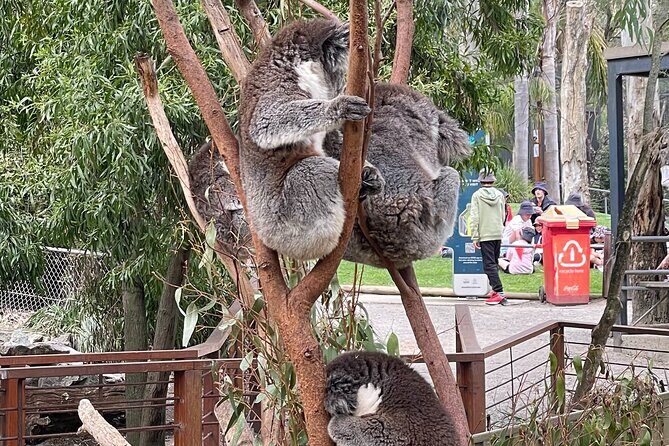 Hahndorf and Hills Wildlife Wonders - Practical Tips and Considerations