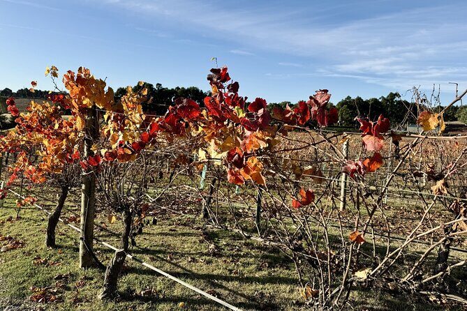 Hahndorf Private Day Tour with Wine Tastings in Adelaide Hills - Who Should Consider This Tour?