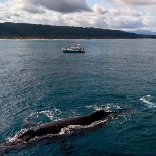 Haleiwa: North Shore Whale Watching Tour by Catamaran - FAQ