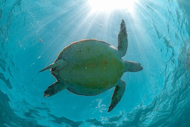 Half a Day Snorkeling with Sea Turtles Encounter and Free time - Key Points  