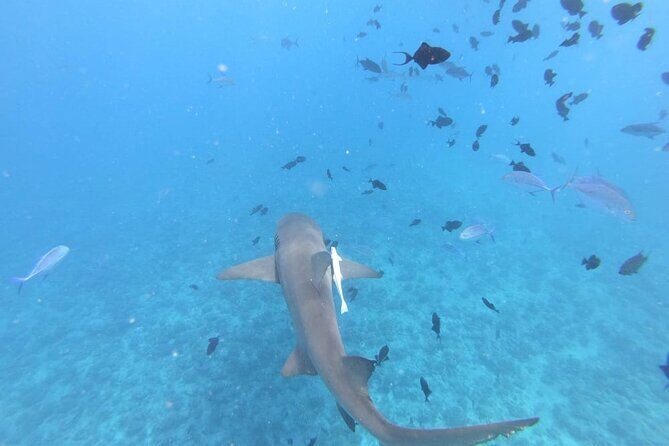 Half a day to discover Bora Bora with O-sea - An In-Depth Look at the Bora Bora Tour