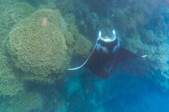 Half a day to discover Bora Bora with O-sea - Frequently Asked Questions