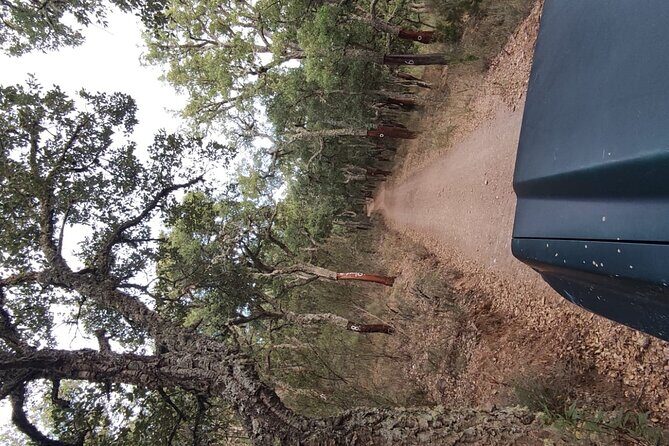 Half-day 4X4 tour of the Monchique Mountains and Lake Bravura - Who Is This Tour Best For?