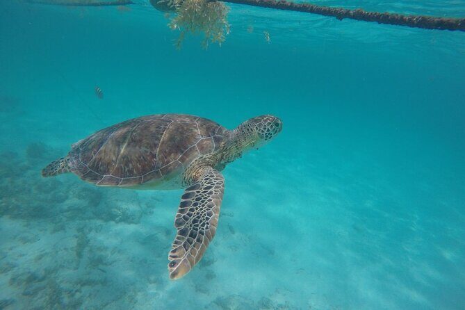 Half Day Akumal Beach Swim and Snorkel with Turtles Experience - What to Expect from the Tour