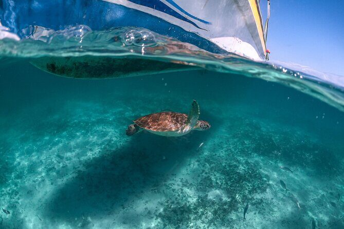 Half Day Akumal Beach Swim and Snorkel with Turtles Experience - Frequently Asked Questions