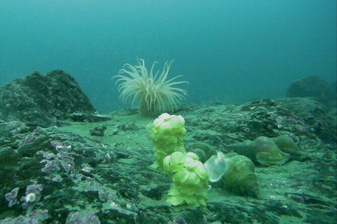 Half Day Arctic Fjord Cruise from Tromso - Final Thoughts