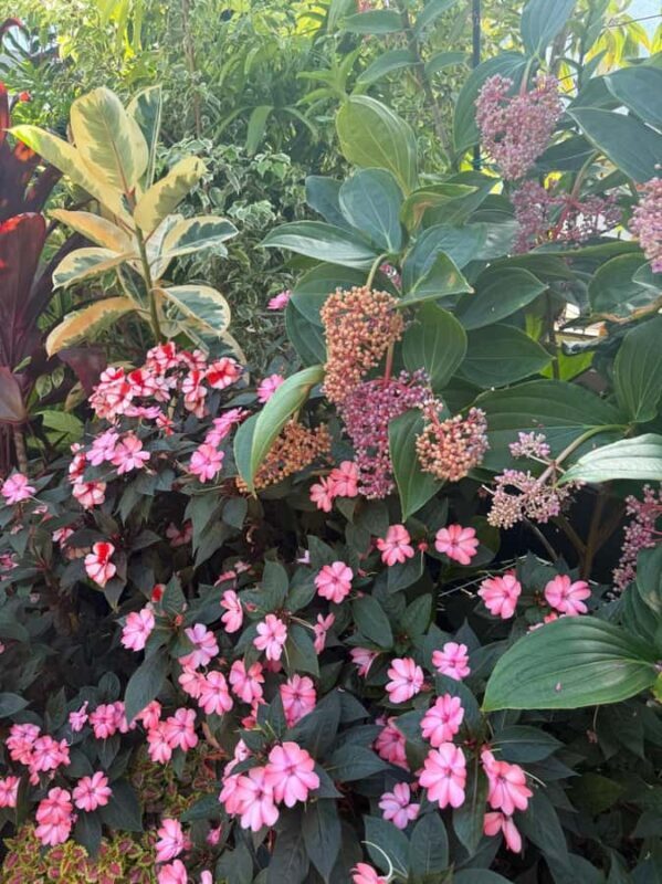 Half-Day Auckland City Tour The City of Sails Uncovered - Final Thoughts