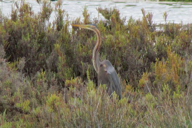 Half-day birdwatching at the Abicada marshed - Key Points