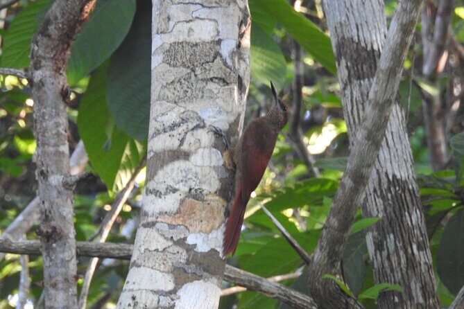 Half-Day Birdwatching Puerto Morelos - A Closer Look at What to Expect from the Tour