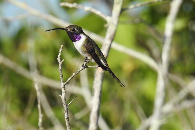 Half-Day Birdwatching Puerto Morelos - Final Thoughts: Who Will Love This Tour?