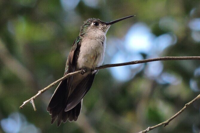 Half-Day Birdwatching Puerto Morelos - Frequently Asked Questions