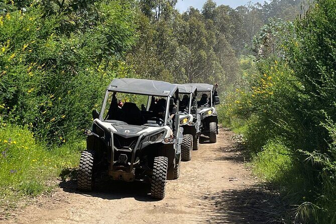 Half-Day Buggy Tour from Câmara de Lobos - The Sum Up