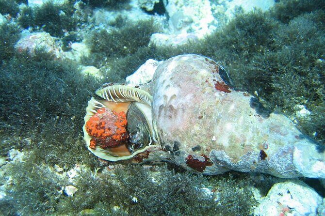 Half day Catamaran Morning Cruise in Kleftiko - Who Will Love This Cruise?