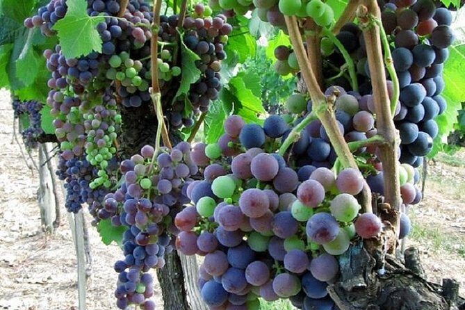 Half-Day Chianti Wine and Olive Oil Tour from Viareggio - An In-Depth Look at the Tour Experience