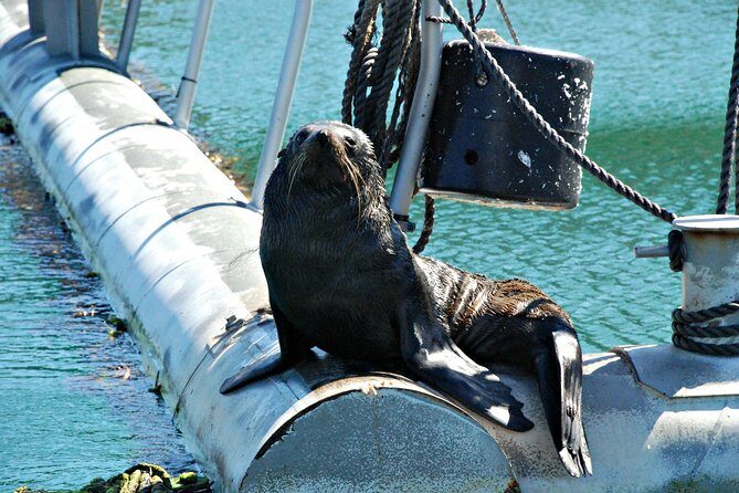 Half-Day Cruise in Marlborough Sounds from Picton - The Itinerary in Detail