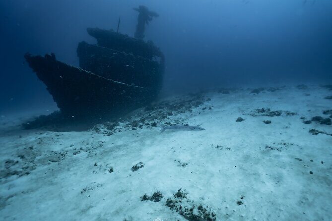 Half Day Dive Trip to the Cozumel reef - An In-Depth Look at the Cozumel Reef Half-Day Dive Trip  