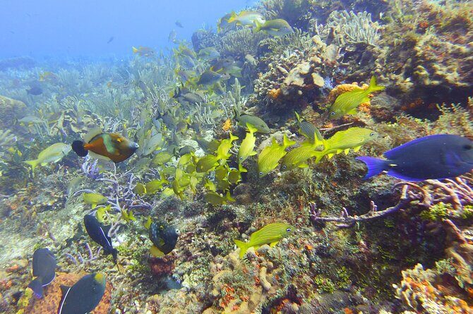 Half Day Dive Trip to the Cozumel reef - Who Is This Tour Best For?  