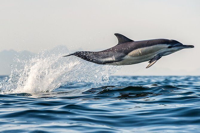 Half Day Dolphin & Wildlife Cruise - Tauranga - An In-Depth Look at the Experience