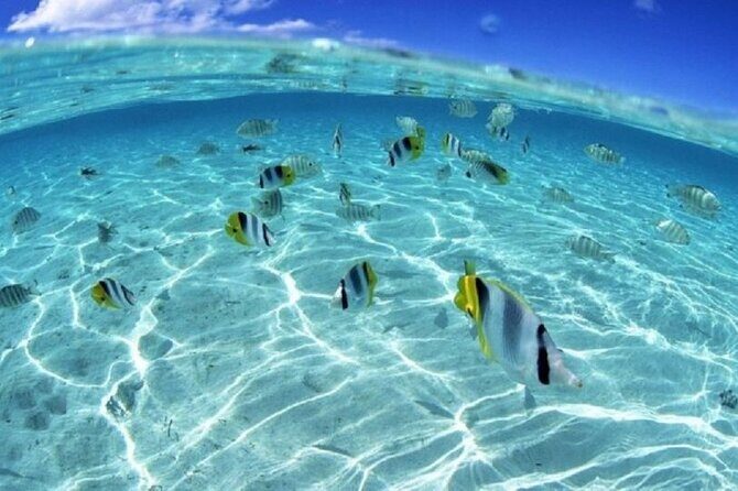 Half day Eco Snorkeling small group Tour in Bora Bora - FAQs About the Bora Bora Eco Snorkeling Tour