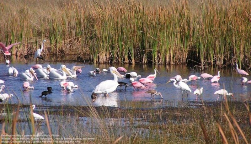 Half-Day Everglades Airboat Tours and Transportation - Discover the Florida Everglades with a 4-Hour Airboat Tour