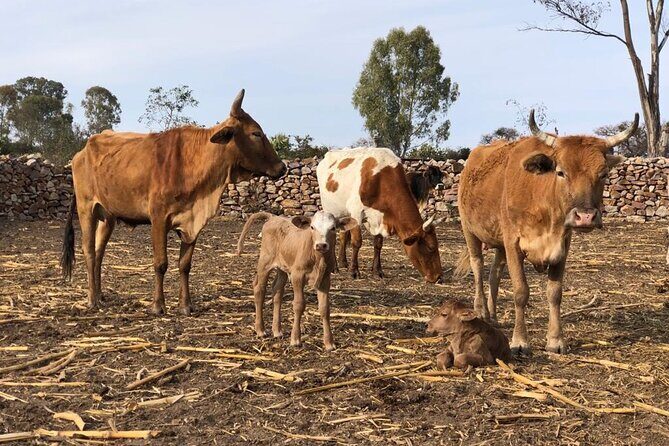 Half Day Excursion - Horseback Riding Adventure in SMA - The Sum Up
