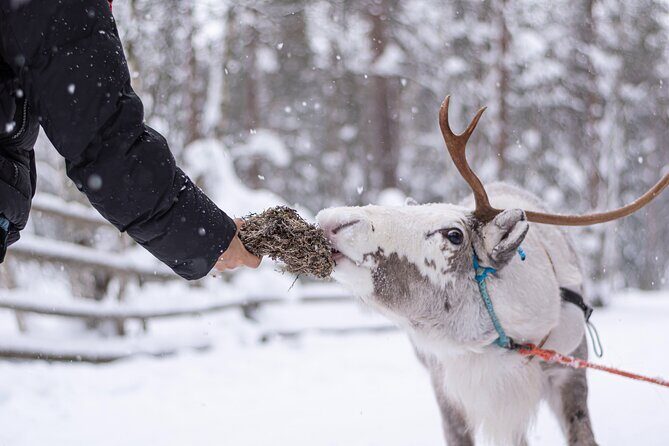 Half-Day Experience in Local reindeer farm in Lapland - Key Points