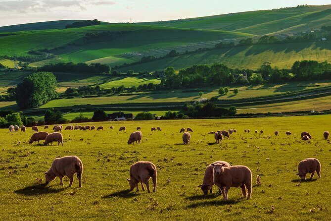 Half-day Forest Bathing and Yoga in Brighton's Woodlands - The Yoga Practice