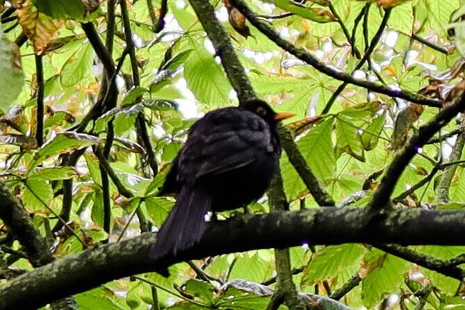 Half-day Forest Bathing and Yoga in Brighton's Woodlands - Duration and Group Size