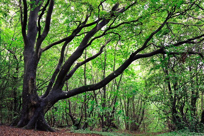 Half-day Forest Bathing and Yoga in Brighton's Woodlands - Pricing and What You Get