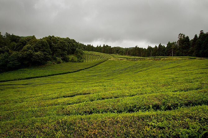 Half day Gorreana - Pedestrian Walk and Tea Tasting (Min. 2 persons) - Exploring the Gorreana Tea Plantation: A Half-Day Walking and Tasting Experience