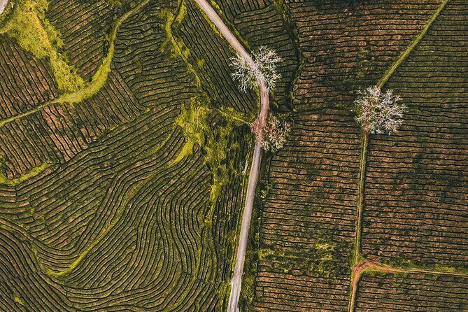 Half day Gorreana - Pedestrian Walk and Tea Tasting (Min. 2 persons) - Transportation, Timing, and Group Experience