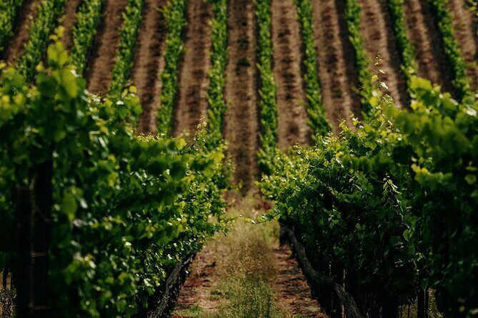 Half Day Guided Electric Bike Wine Tasting Tour with Lunch - What Makes This Tour Special?