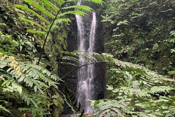 Half-Day Guided Hike to Afareaitu Waterfall - What to Expect from the Afareaitu Waterfall Hike