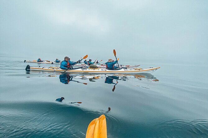 Half-Day Guided Sea Kayaking Adventure in Telegraph Cove - Who Should Consider This Tour?