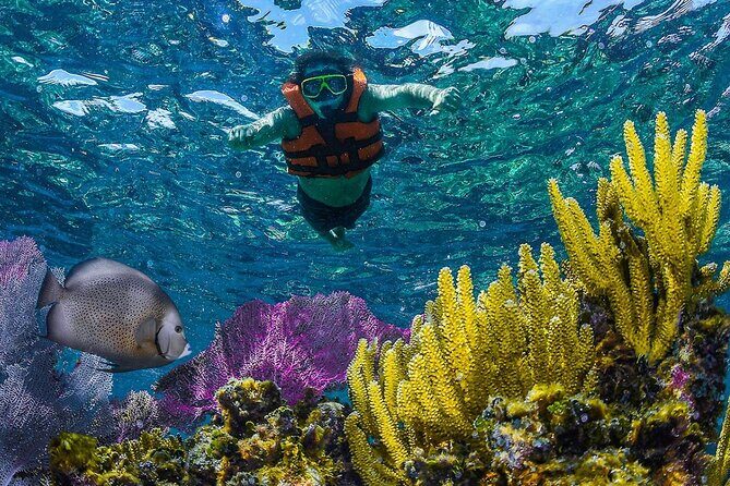 Half Day Guided Snorkeling Adventure Tour from Cancun - The Value of This Tour