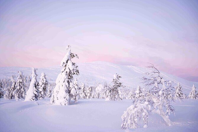 Half Day Guided Tour in the Wilderness of Levi - What Makes This Tour Stand Out?