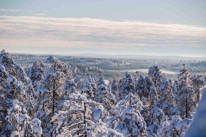 Half Day Guided Tour in the Wilderness of Levi - What Do Reviewers Say?