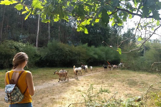 Half-day Hike & Picnic with Dog Love in Porto's Mountains - FAQs About the Porto Mountain Hike and Picnic