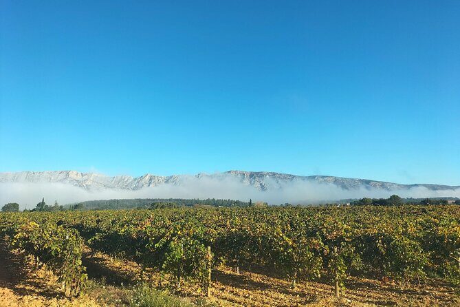 Half Day in the Country : Wine Tasting, Picnic & Pétanque - The Sum Up